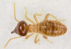 Ravenous Caribbean termite with pointy head!!!!! – Blogs to keep ...