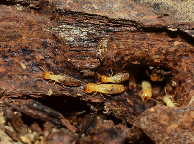Ravenous Caribbean termite with pointy head!!!!! – Blogs to keep ...