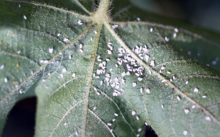 Crops under attack by white flies! – Blogs to keep termites and insects ...