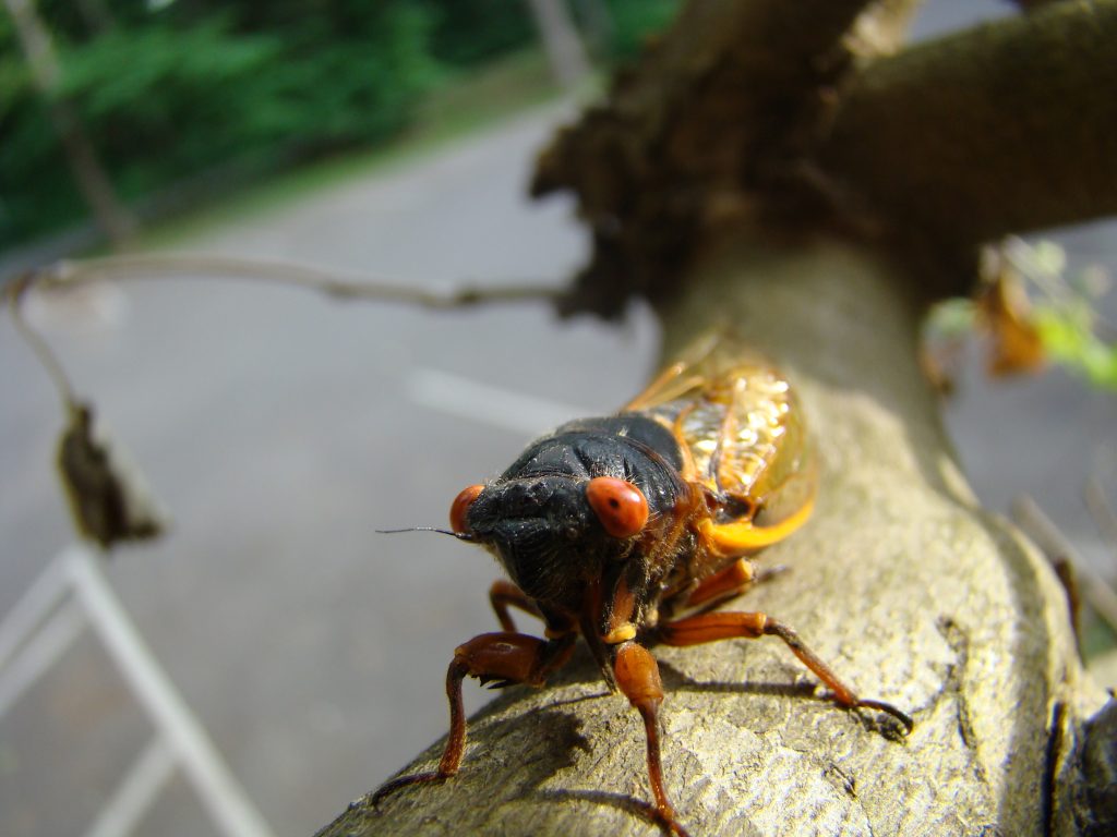 Cicadas – The singing insects! – Blogs to keep termites and insects ...