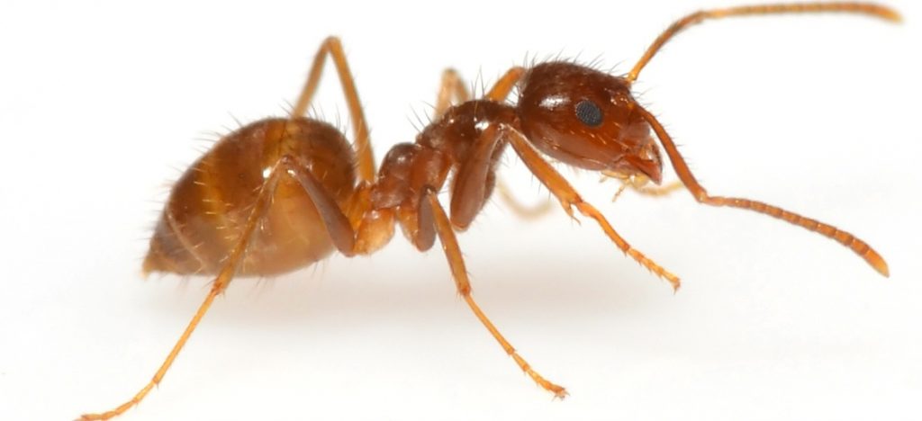 Crazy Ant damaging wires and cables! – Blogs to keep termites and ...